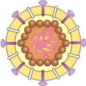 Frühsommer-Meningoenzephalitis(FSME)-Impfung